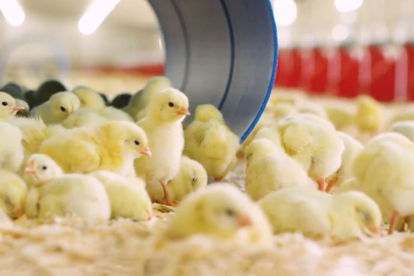 country-chickss | Poultrystar